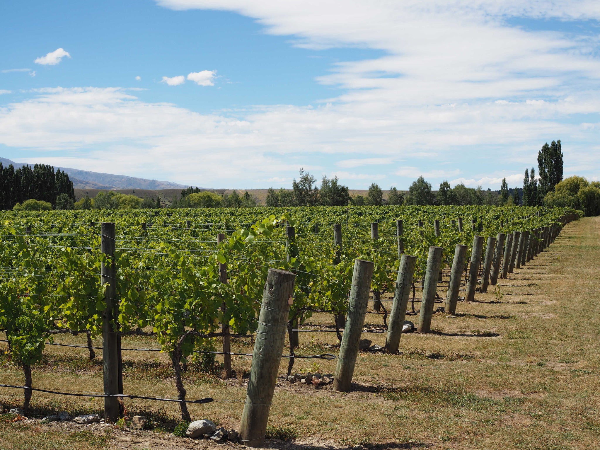 Our Region – Mount Michael Wines