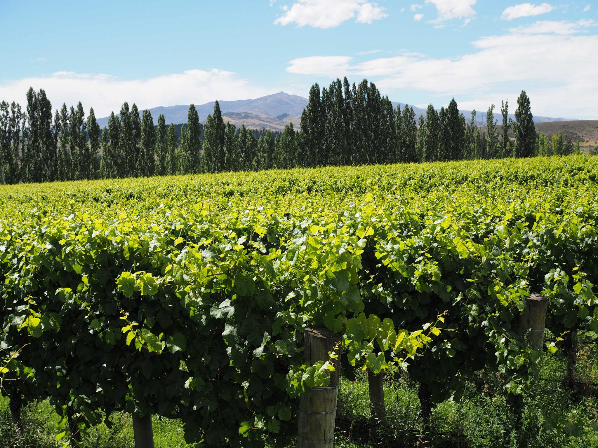 Our Region – Mount Michael Wines